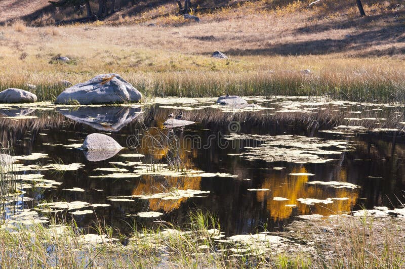 Yellowstone reflections stock image. Image of colors - 157523633