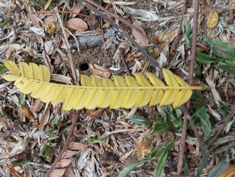 Yellowstone Summer Asian Leaf Stock Photo - Image of yellowstone, sunny ...