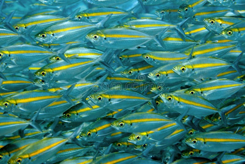 Yellowstripe scad stock photo. Image of animals, underwater - 10634112