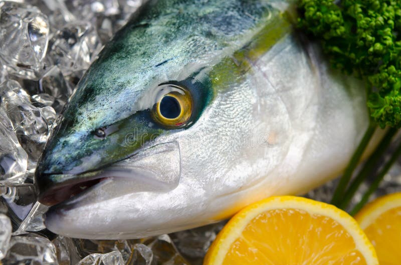 Yellowtail stock photo. Image of life, natural, gastronomy - 22524684