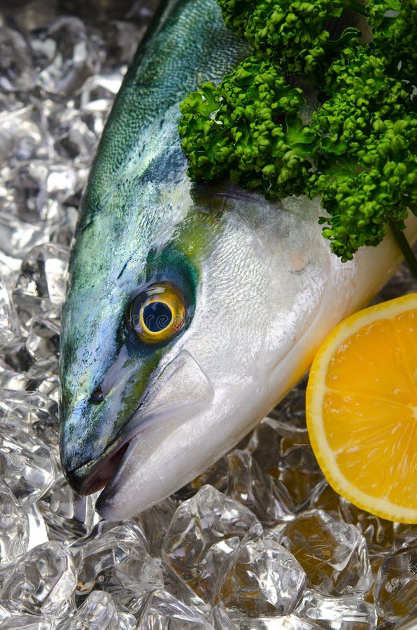 Yellowtail stock image. Image of diet, fishery, fish - 22524689
