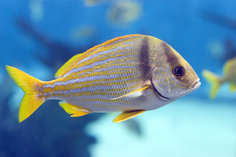 Yellowtail Snappers stock photo. Image of snapper, ocean - 337724