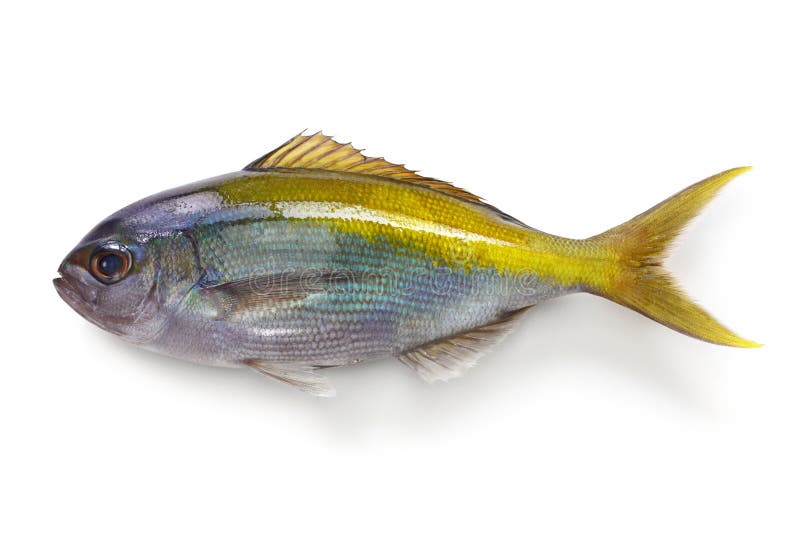 Yellowtail Snapper Fish On Ice Stock Photo - Image of chilled, ocyurus ...