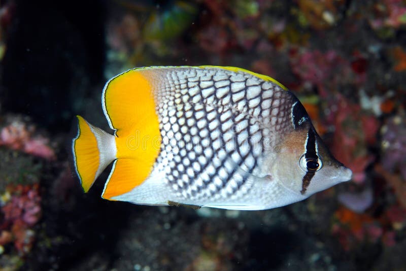 Yellowtail Butterflyfish (Chaetodon Xanthurus) Stock Photo - Image of ...