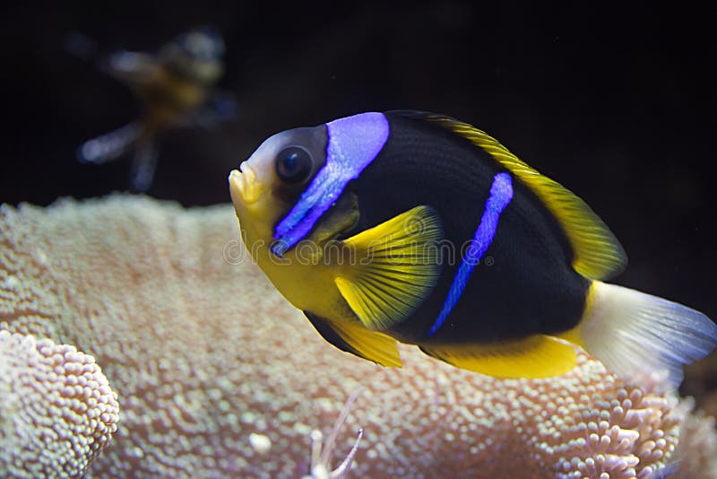 Yellowtail Clownfish - Amphiprion Clarkii Stock Image - Image of scuba ...