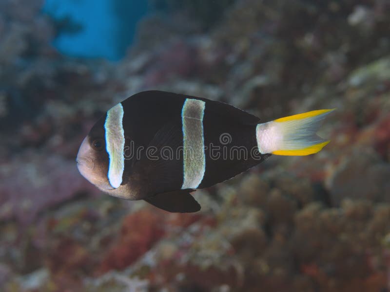 Yellowtail Clownfish (Amphiprion Clarkii) Stock Photo - Image of ...