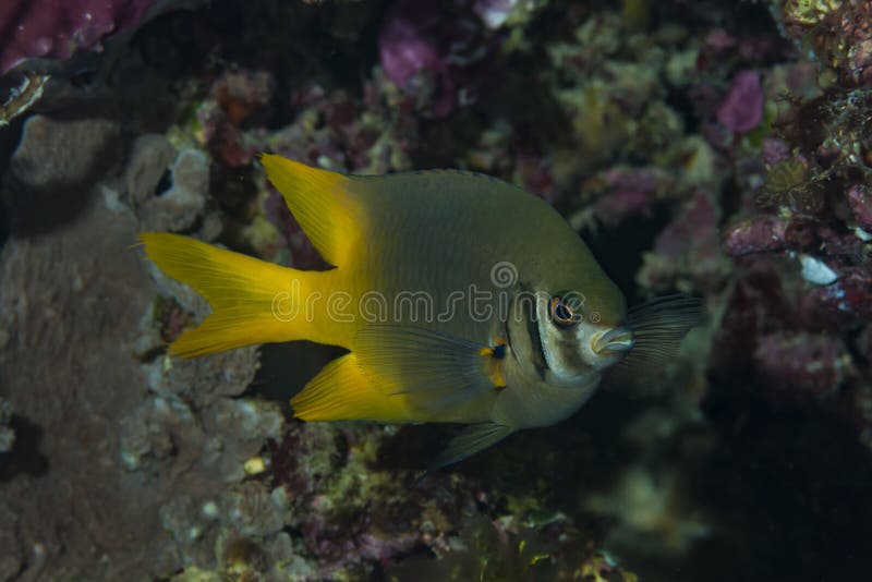 Yellowtail Damsel Neoglyphidodon Nigroris Stock Photo - Image of ...