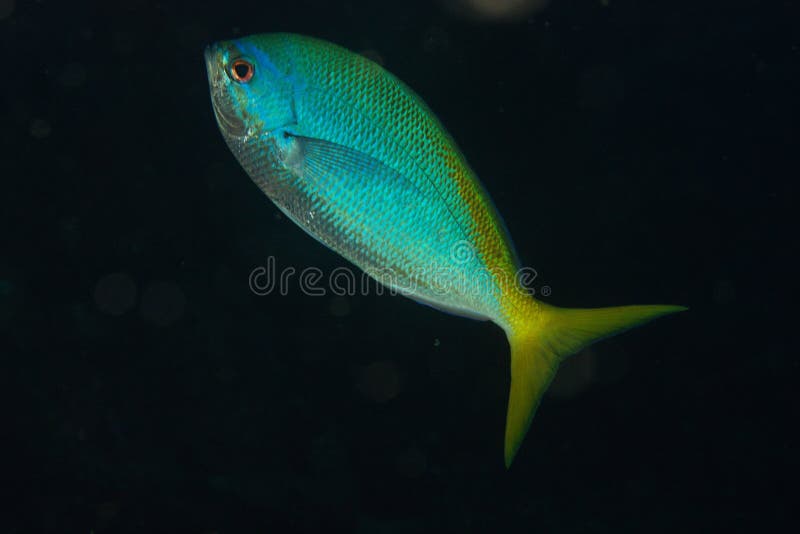 Paracaesio Xanthura Stock Photos - Free & Royalty-Free Stock Photos ...