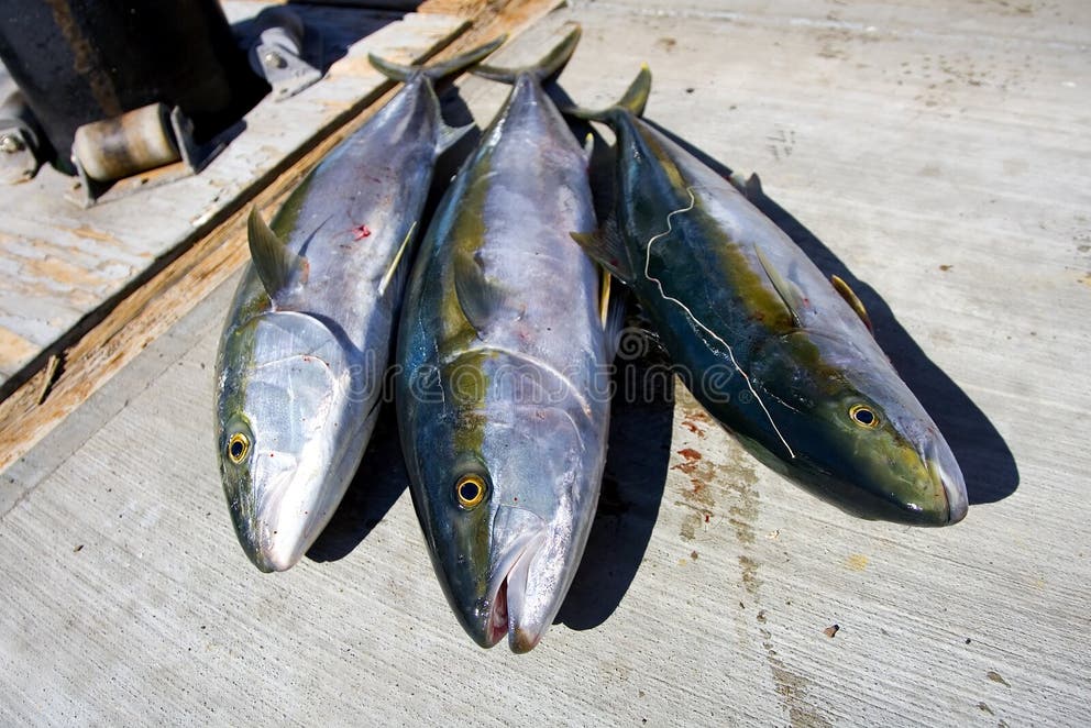 Yellowtail Fish stock photo. Image of deck, catch, isolated - 7383700
