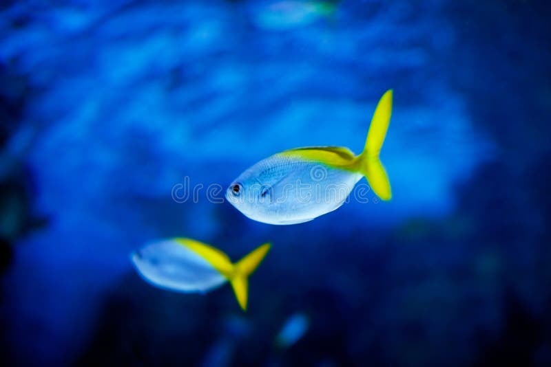 Yellowtail fish stock image. Image of aquarium, underwater - 84242435