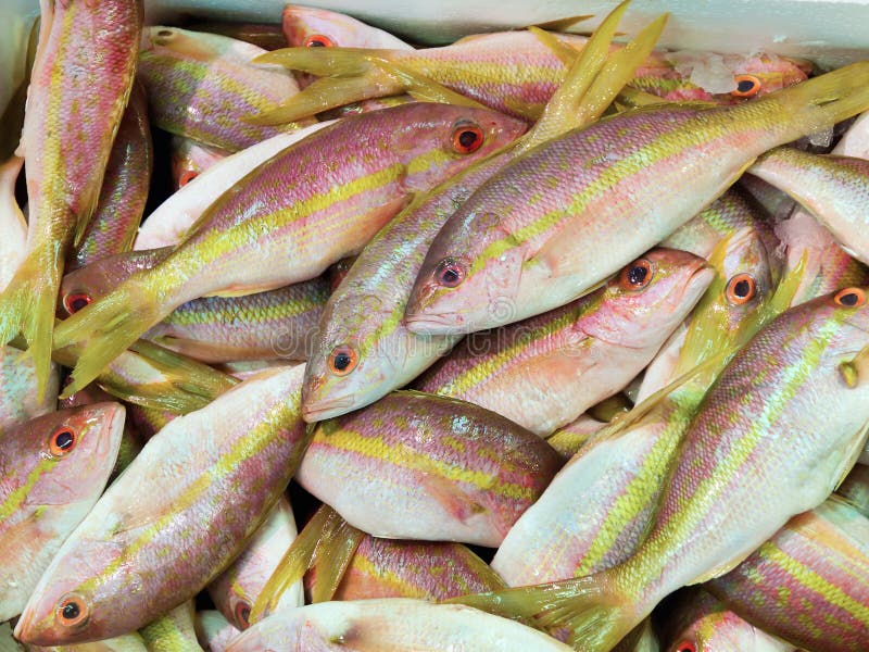 Yellowtail snapper stock image. Image of healthy, fishes - 22391863