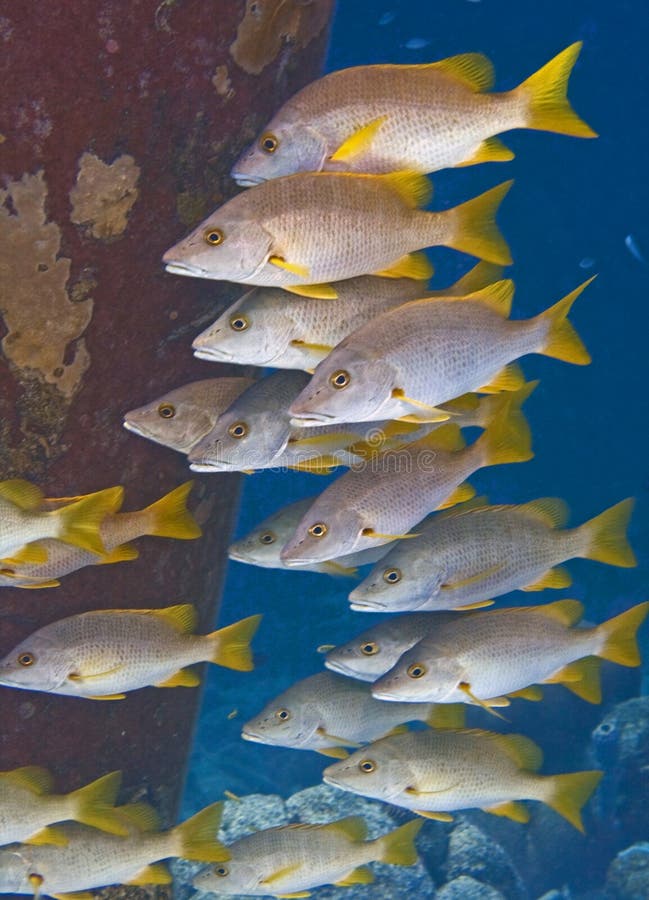 Yellowtail snapper stock photo. Image of fish, diving - 3805718