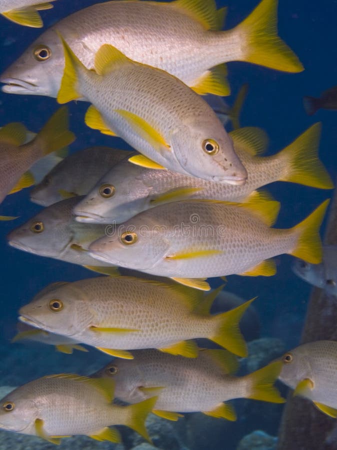 Yellowtail snapper stock photo. Image of yellowtail, underwater - 3807384
