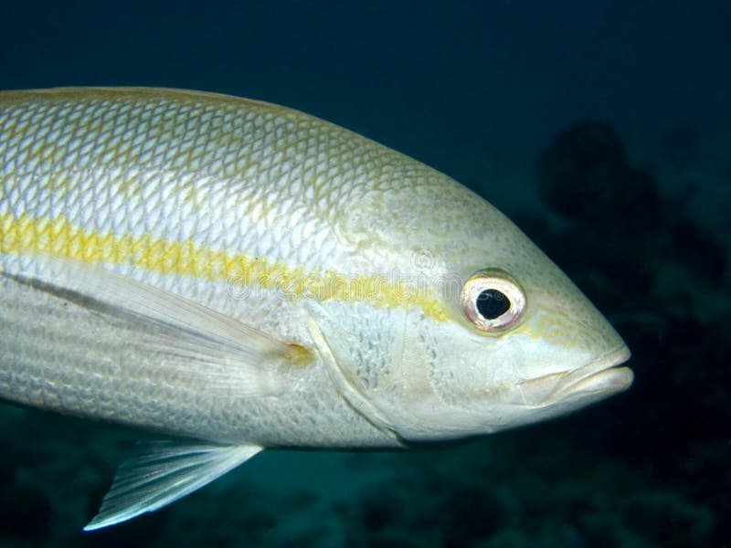 Yellowtail Snapper Close-up Stock Photo - Image of scuba, caribbean ...