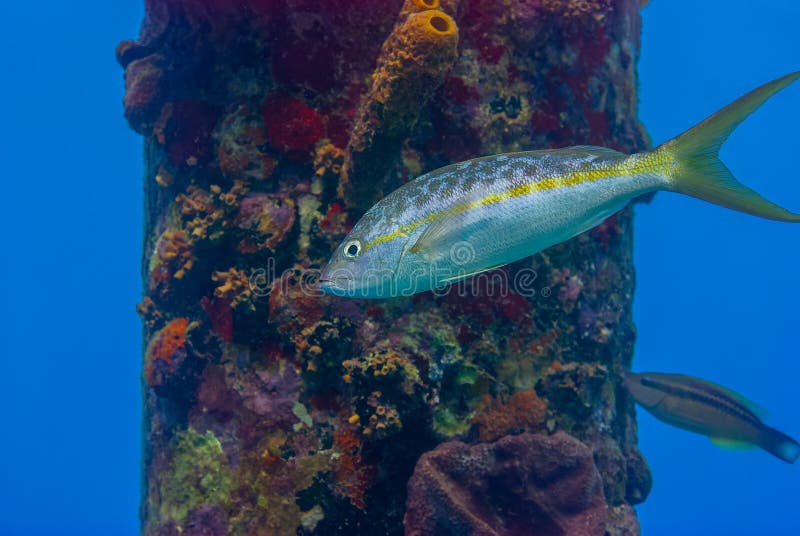 Yellowtail Snapper Ocyurus Chrysurus Swimming Next To a Pier Pillar in ... Yellowtail Snapper Ocyurus Chrysurus Swimming Next To a Pier Pillar in ...
