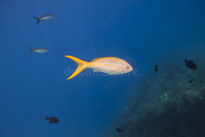 Yellowtail snapper stock photo. Image of ocyurus, grunt - 40284718