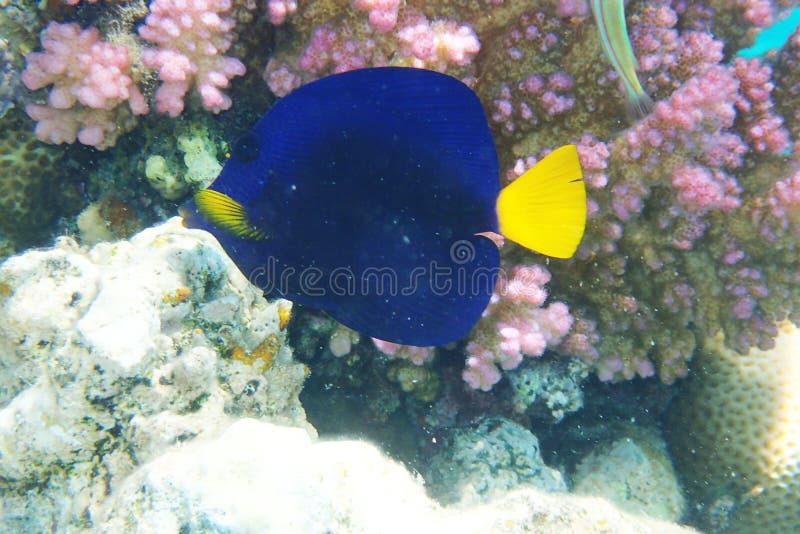 Yellowtail Tang - Zebrasoma Xanthurum Fish Stock Image - Image of ...