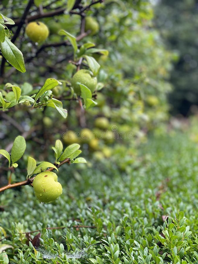 Yelow Apple Tree in the Garden Stock Image - Image of evergreen, green ...