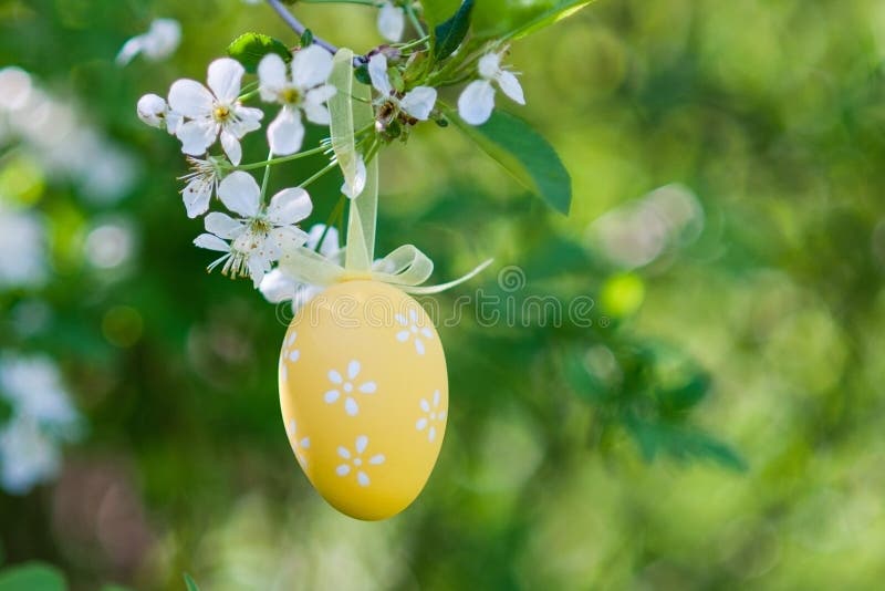 Yelow Easter Eggs on a Cherry Tree,Easter Composition 库存照片 - 图片 包括有 特写 ...