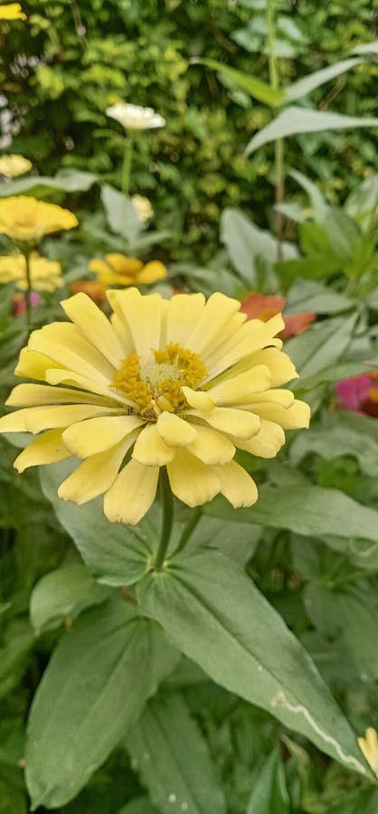 Yelow flower amazing stock photo. Image of wildflower - 229520162