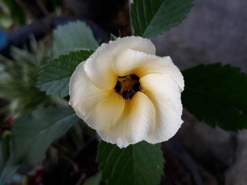 Yelow flower in bloom stock image. Image of yelow, bloom - 212370303