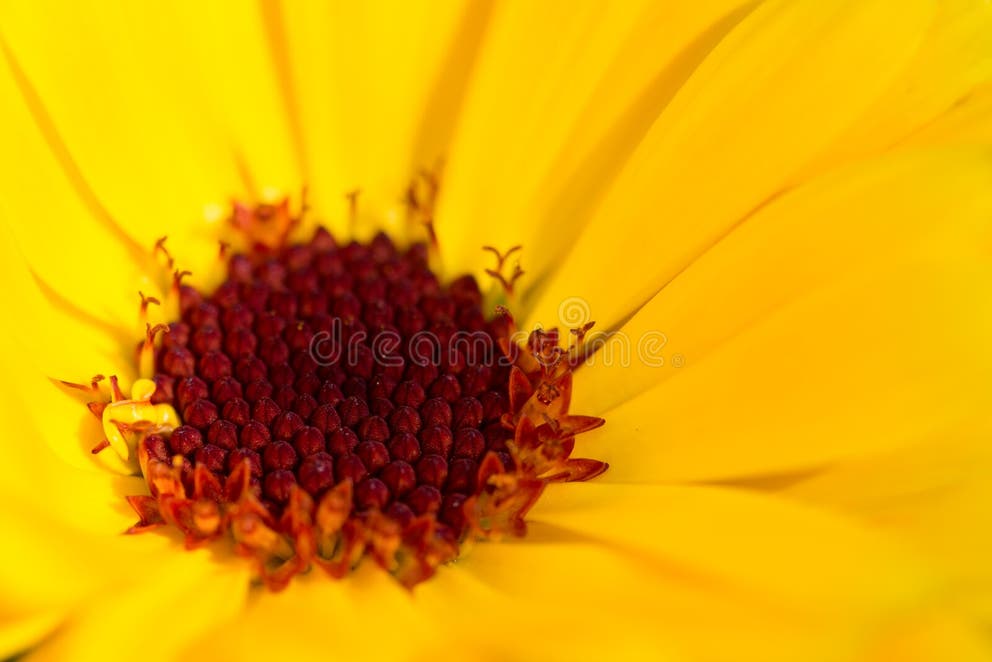Yelow flower close up stock photo. Image of blossom, arrangement - 30454460