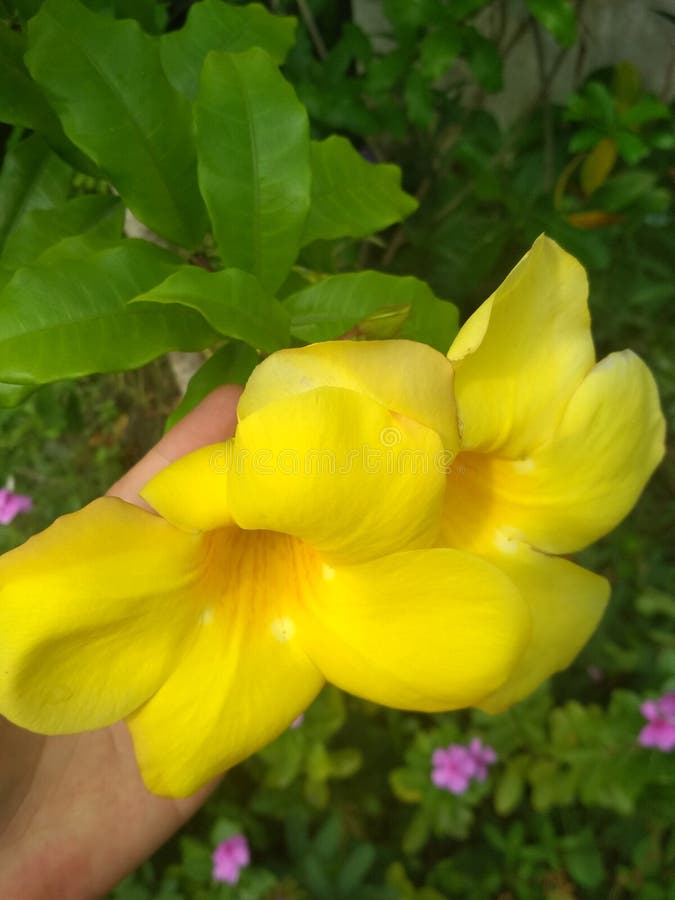 Yelow flower in the finger stock photo. Image of finger - 227617602