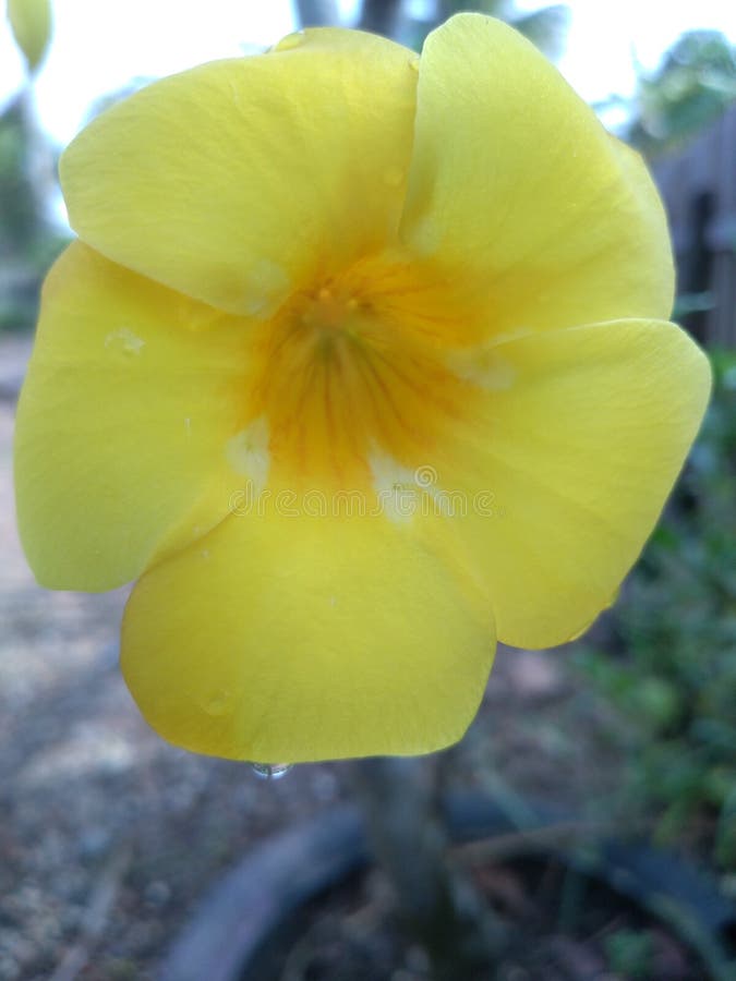 Yelow flower in morning stock image. Image of flower - 217570611