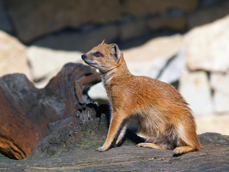 Yelow mongoose stock photo. Image of penicillata, body - 17701510