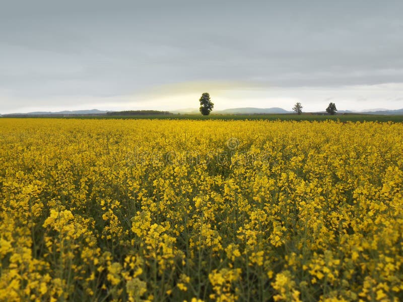 Yelow Rapeseed Field Landscape at Evening Stock Photo - Image of blue ...