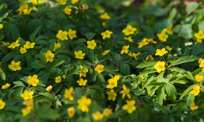 Yelow Spring Flowers. in Forest Stock Image - Image of outdoor, season ...