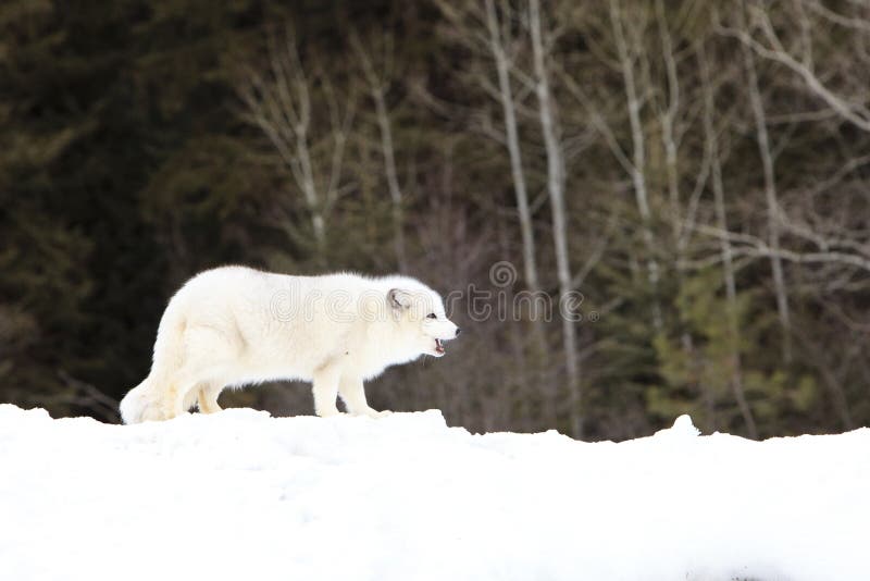 130 Fox Howling Stock Photos - Free & Royalty-Free Stock Photos from ...