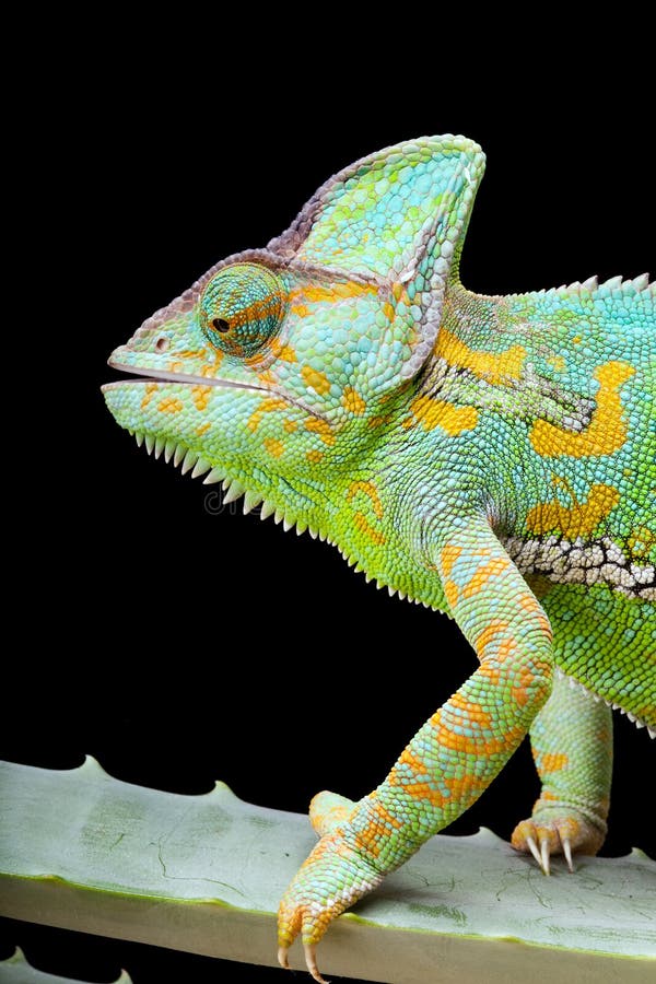 Yemen Chameleon stock image. Image of chameleon, reptiles - 11375447