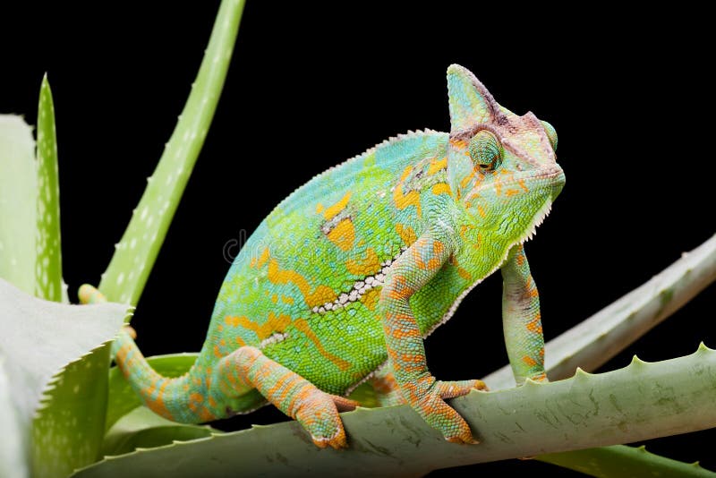 Yemen Chameleon stock photo. Image of carnivorous, veiled - 12062516