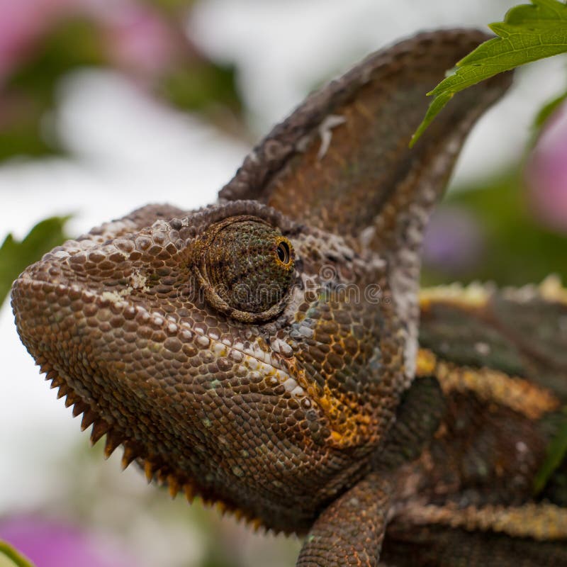 Yemen chameleon stock image. Image of nature, rear, flower - 69528063