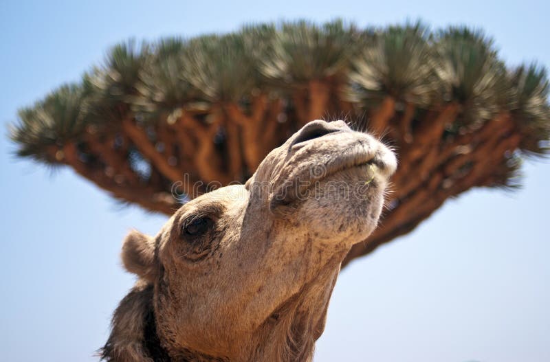 Socotra, Hadibo editorial photography. Image of culture - 35320397