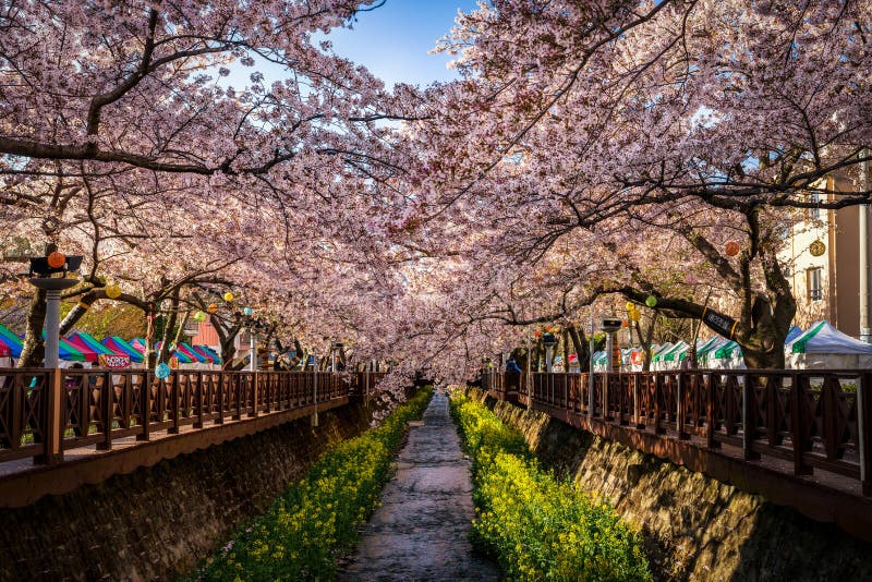 Yeojwacheon Stream in Jinhae Stock Image - Image of gyeongsangnam ...