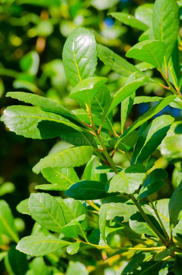 Yerba Mate Leaves, Green, Tea Stock Image - Image of mate, green: 206700695