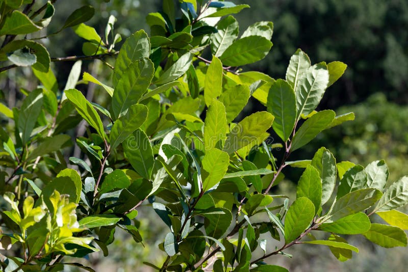 Yerba Mate Tree