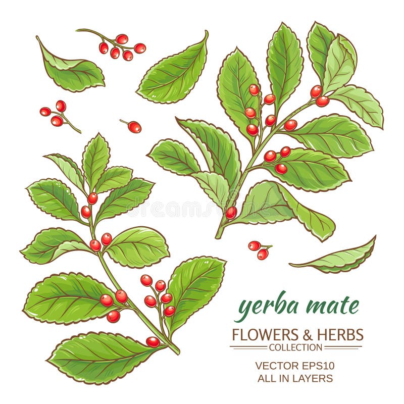 Yerba mate vector set stock vector. Illustration of mate - 76700909