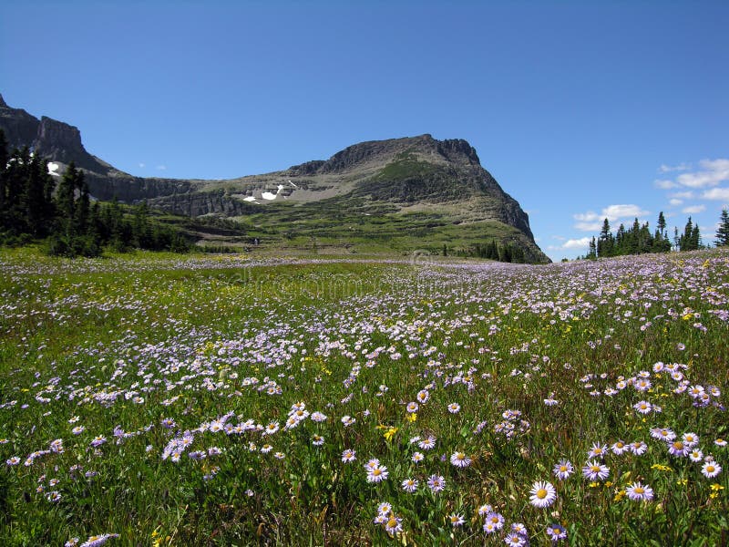 Yermo foto de archivo. Imagen de naturalizado, rugoso, flores - 215536