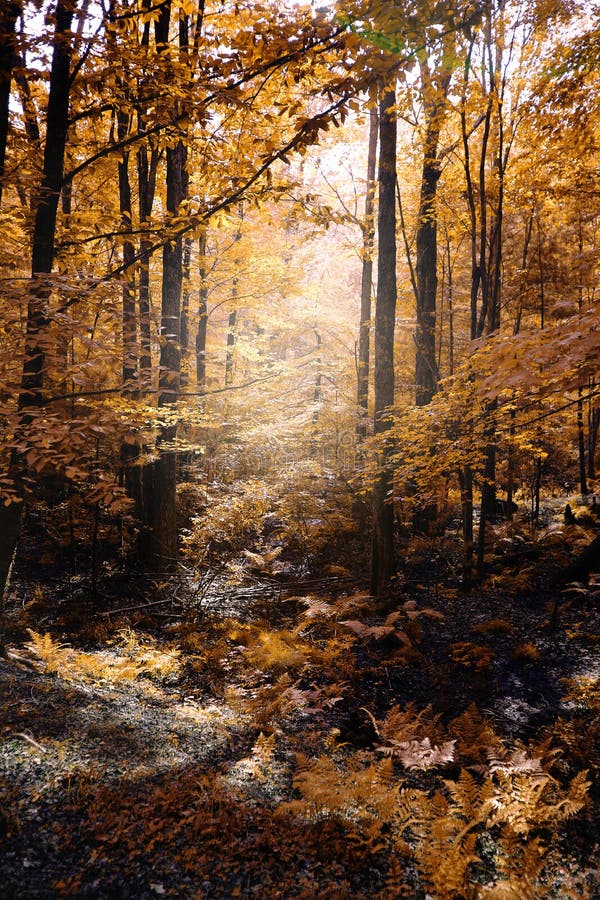 Yermo imagen de archivo. Imagen de corteza, primer, textura - 247131