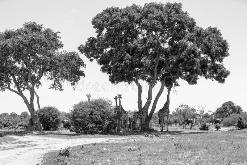 Yermo africano foto de archivo. Imagen de salvaje, grande - 70507048