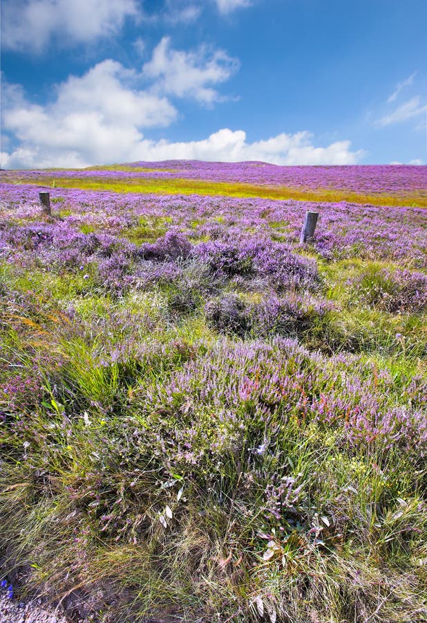 Yermo Del Brezo (Dinamarca) Imagen de archivo - Imagen de hierba ...