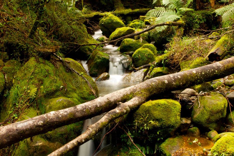 Yermo salvaje foto de archivo. Imagen de bosque, cubo - 21768706