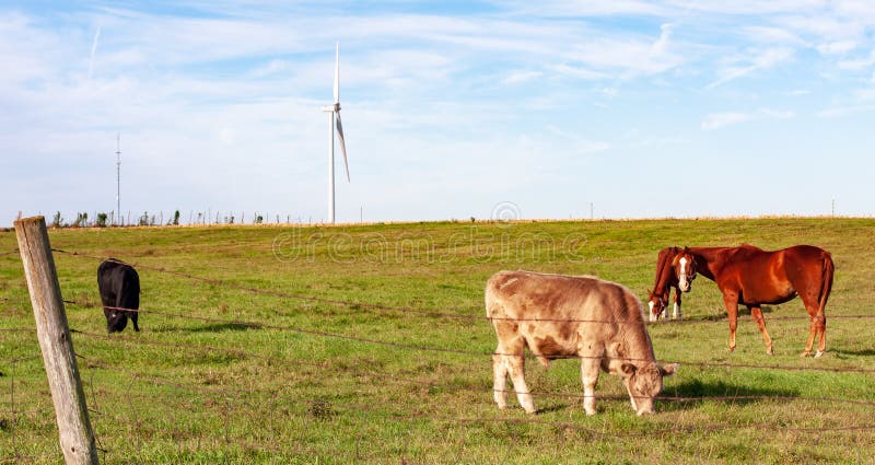 Horses and wind turbines stock image. Image of wind, agricultural - 5165043