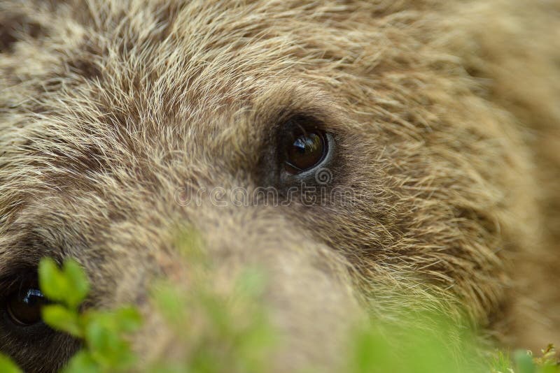 L'ours De Brown Frotte Son Dos Contre Un Arbre Position D'ours Photo ...