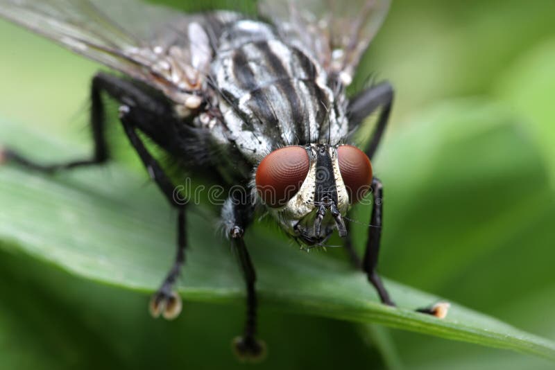 Yeux D'un Insecte Taon De Portrait Hybomitra Image stock - Image du ...
