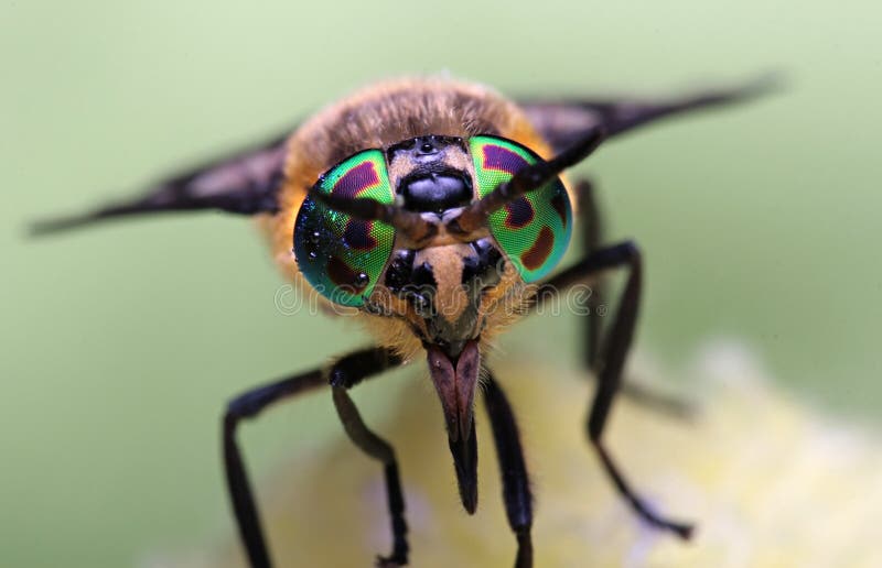 Yeux D'un Insecte Taon De Portrait Hybomitra Image stock - Image du ...