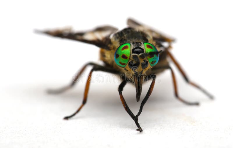 Yeux D'un Insecte Taon De Portrait Hybomitra Image stock - Image du ...